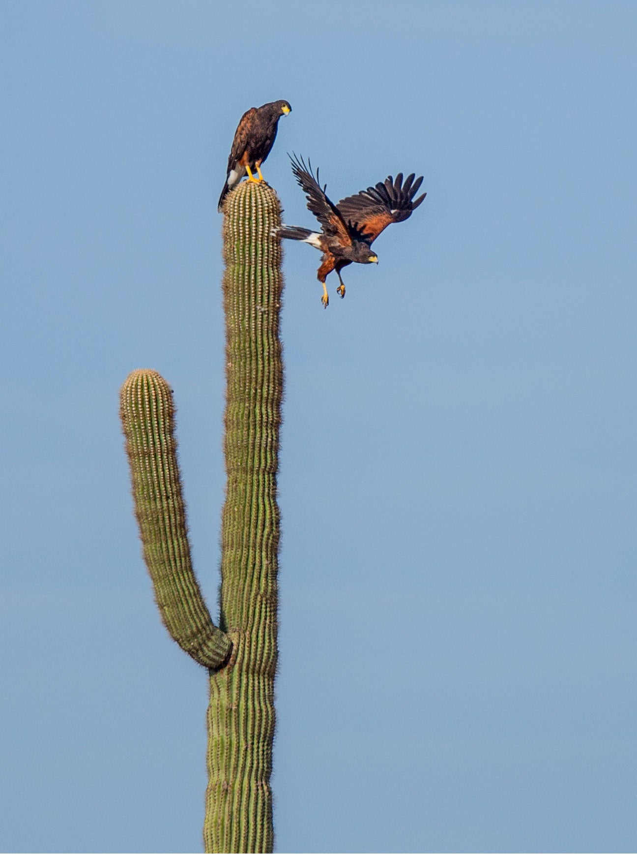 Better Know a Bird: How Harris’s Hawks Hunt Like Wolves to Bring Down ...