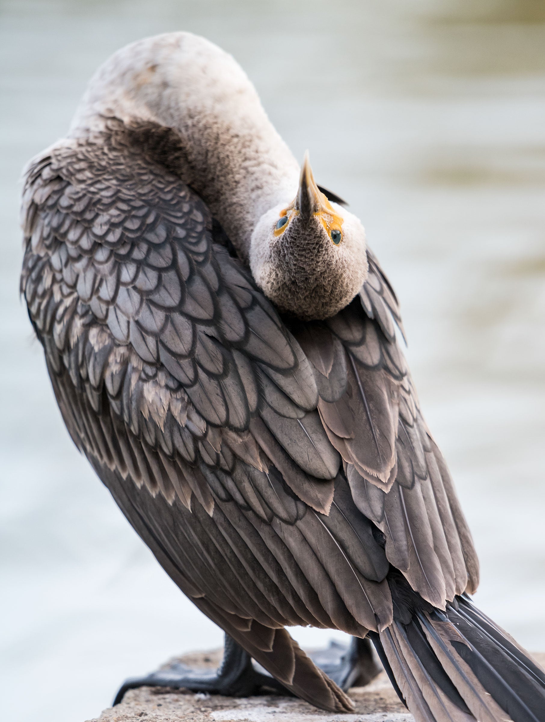 15 Bird Faces That Will Make You Smile | Audubon