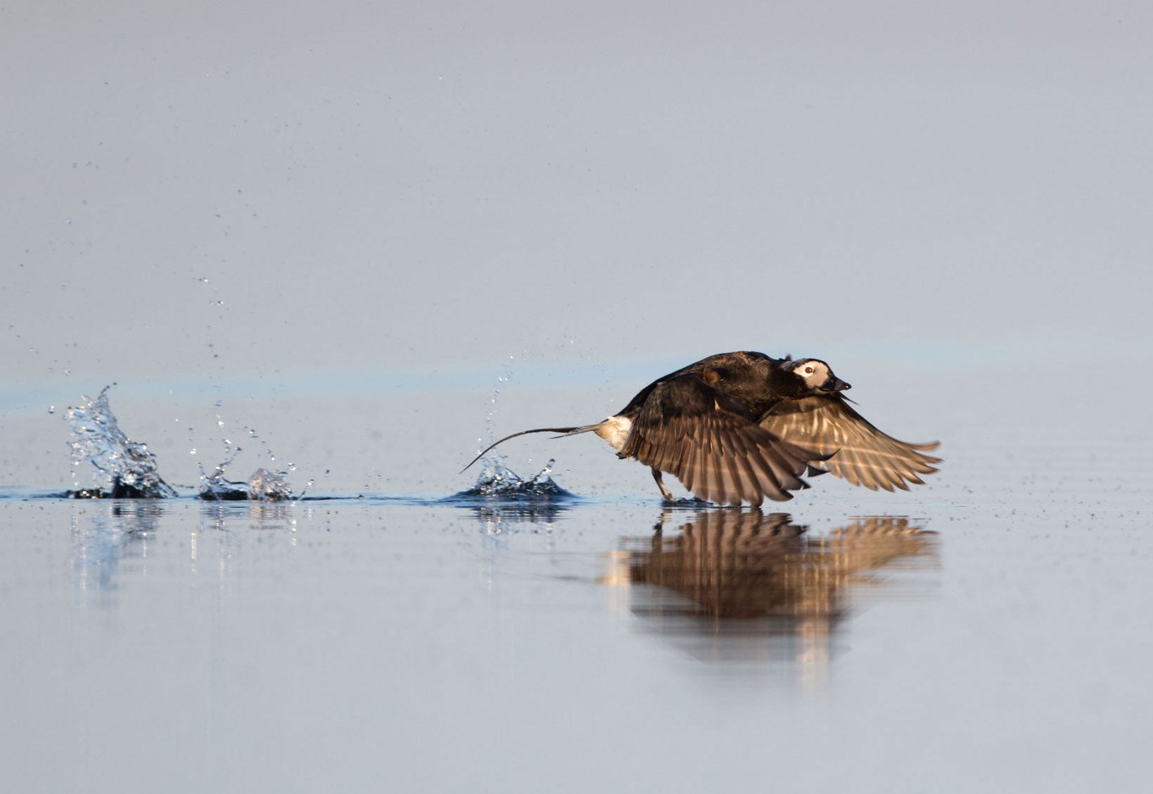 7 Birds That Breed in the Arctic | Audubon