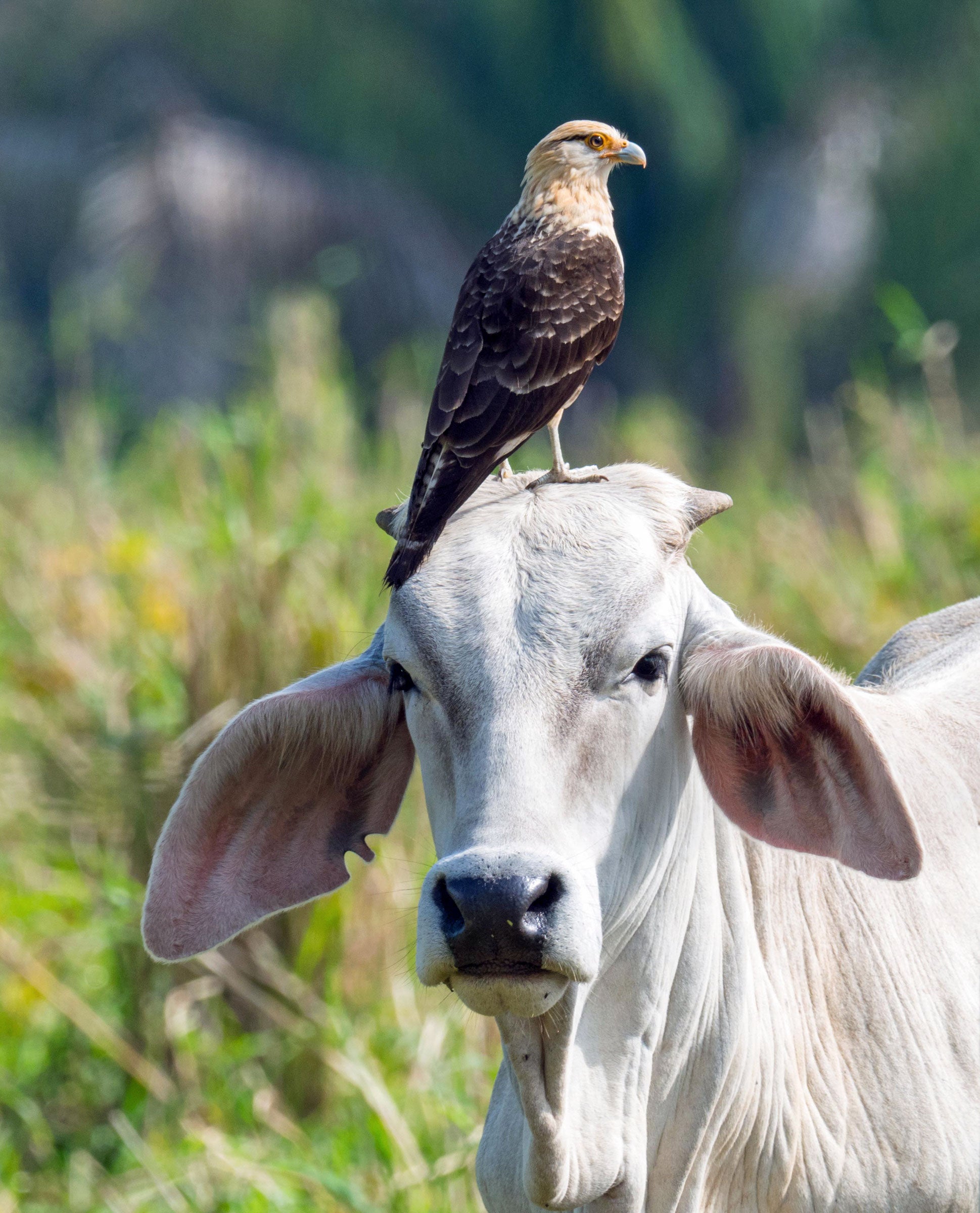 12 Fascinating Bird Behaviors From the 2018 Audubon Photography Awards ...