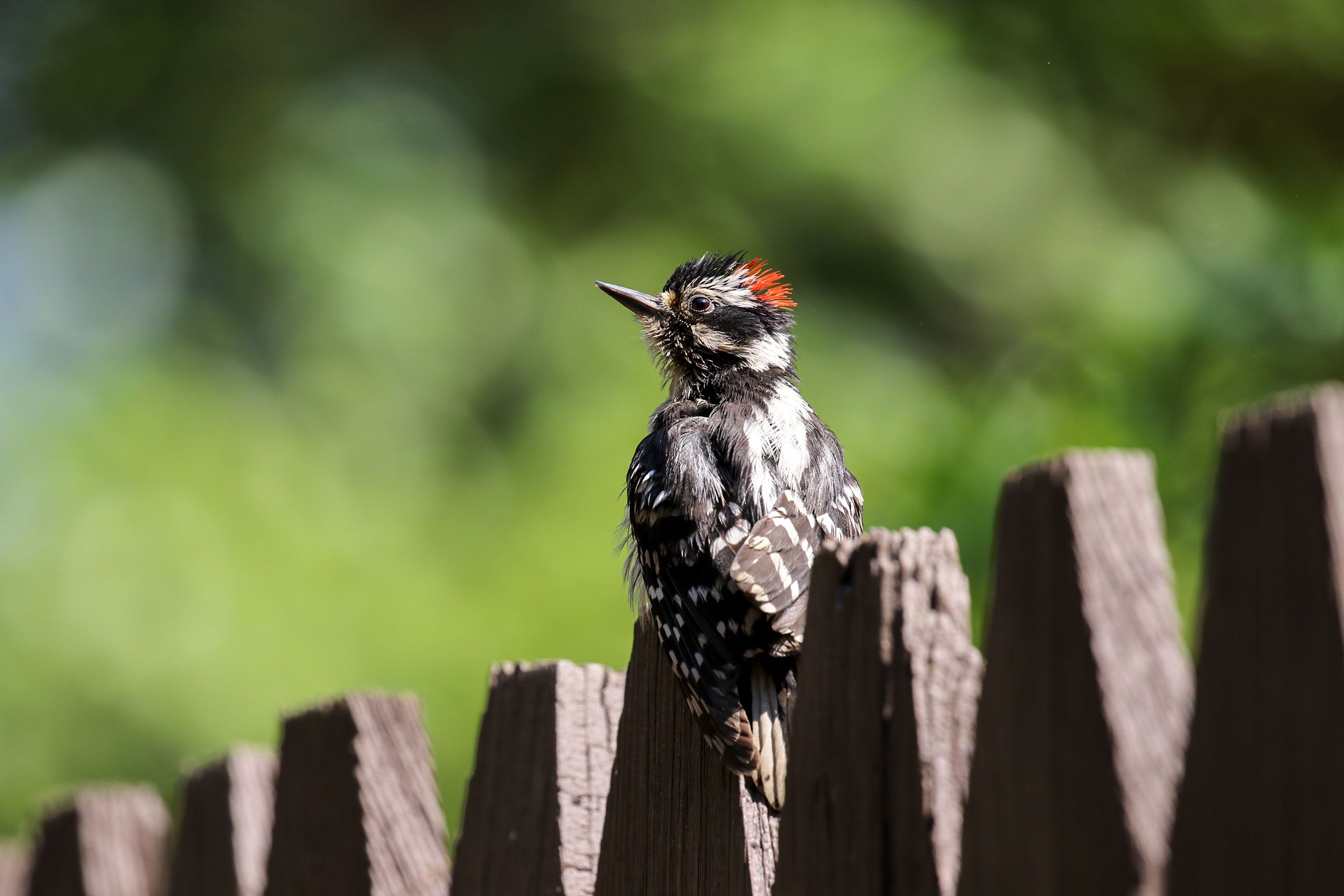13 Virtual Bird and Conservation Events to Tune In to This Spring | Audubon
