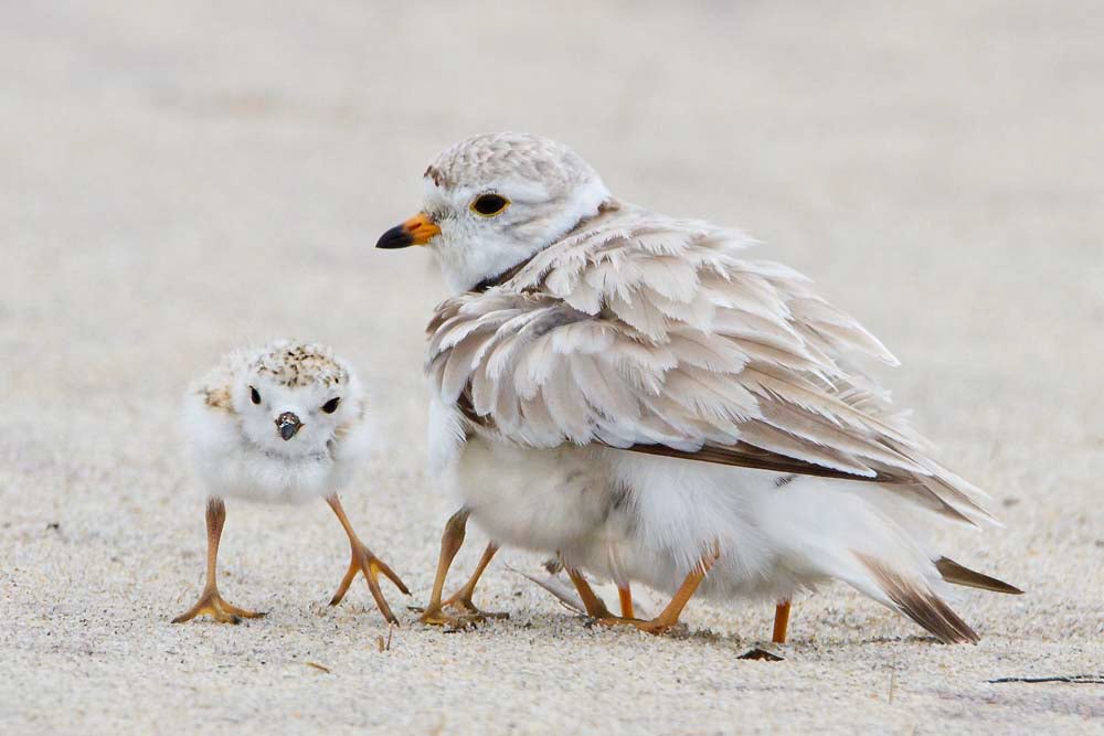 Audubon Members Wade Through Memories of Their Favorite Water Birds ...