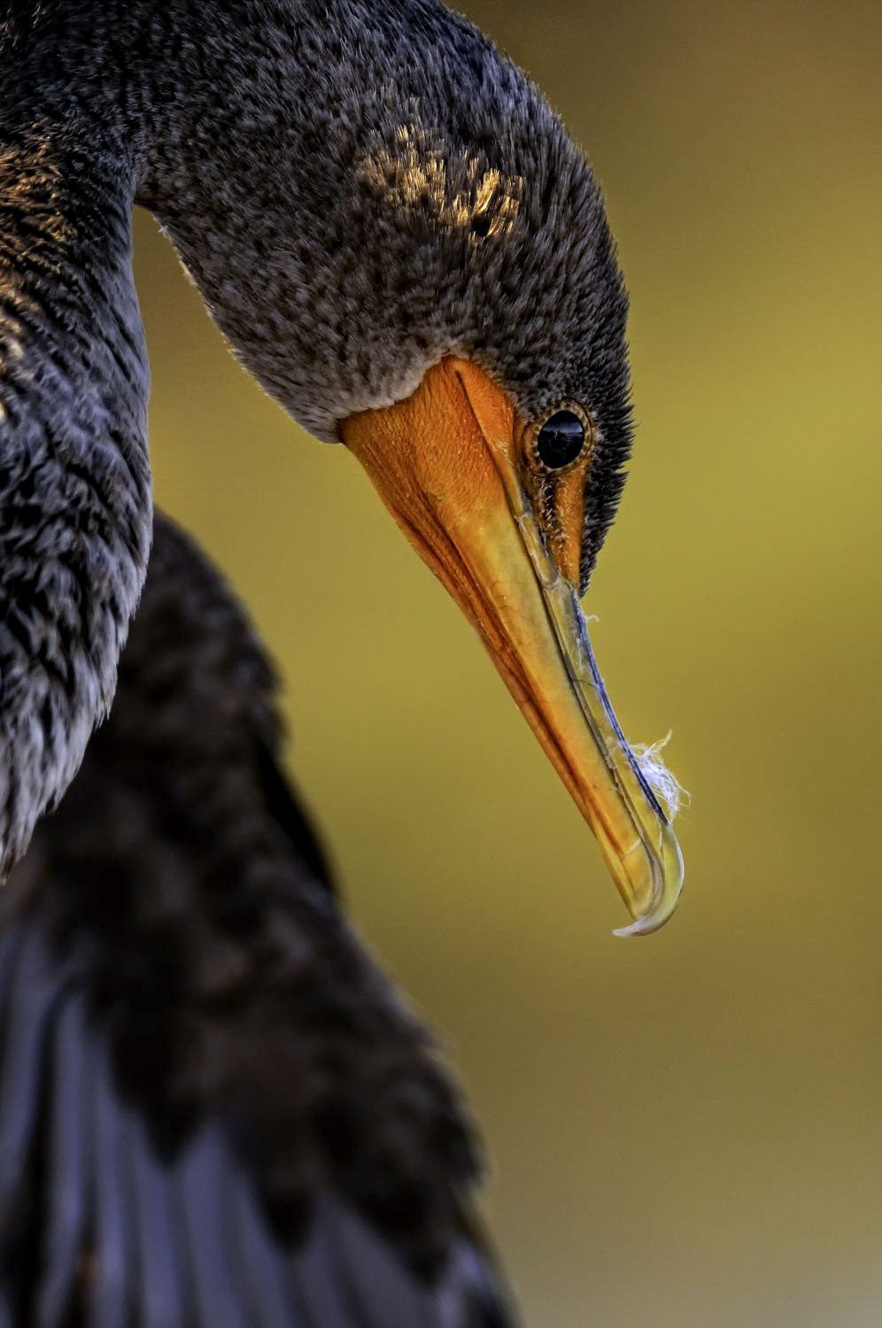 Without Solid Science, Government Plans to Expand Cormorant-Killing ...