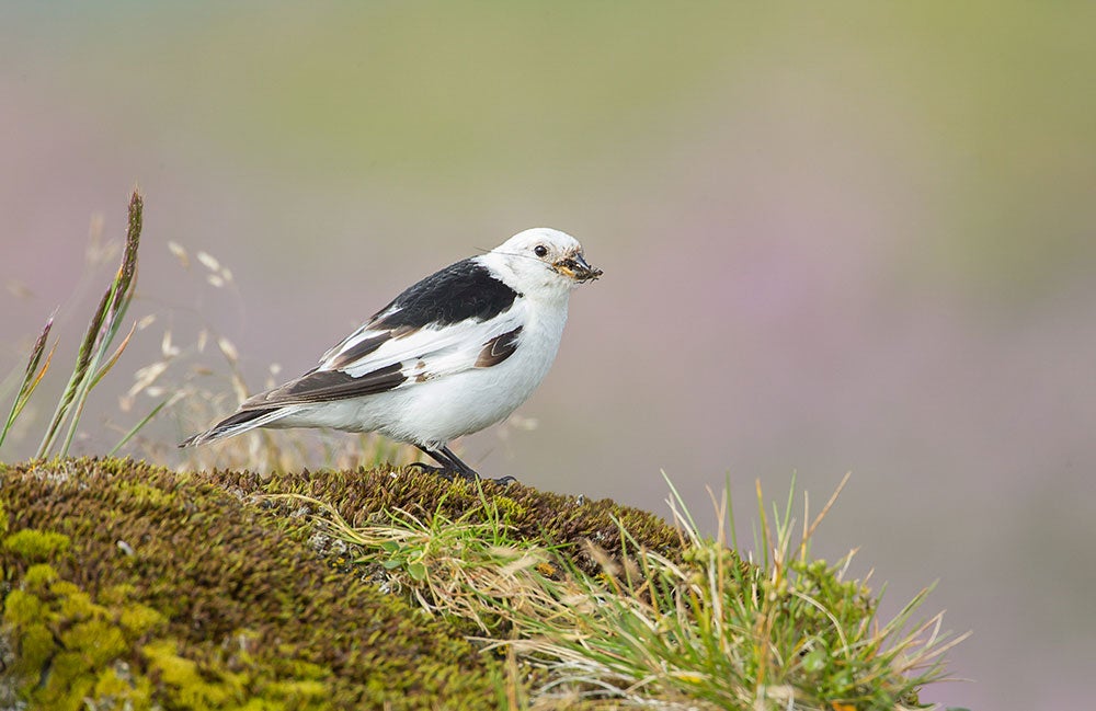 7 Birds That Breed in the Arctic | Audubon