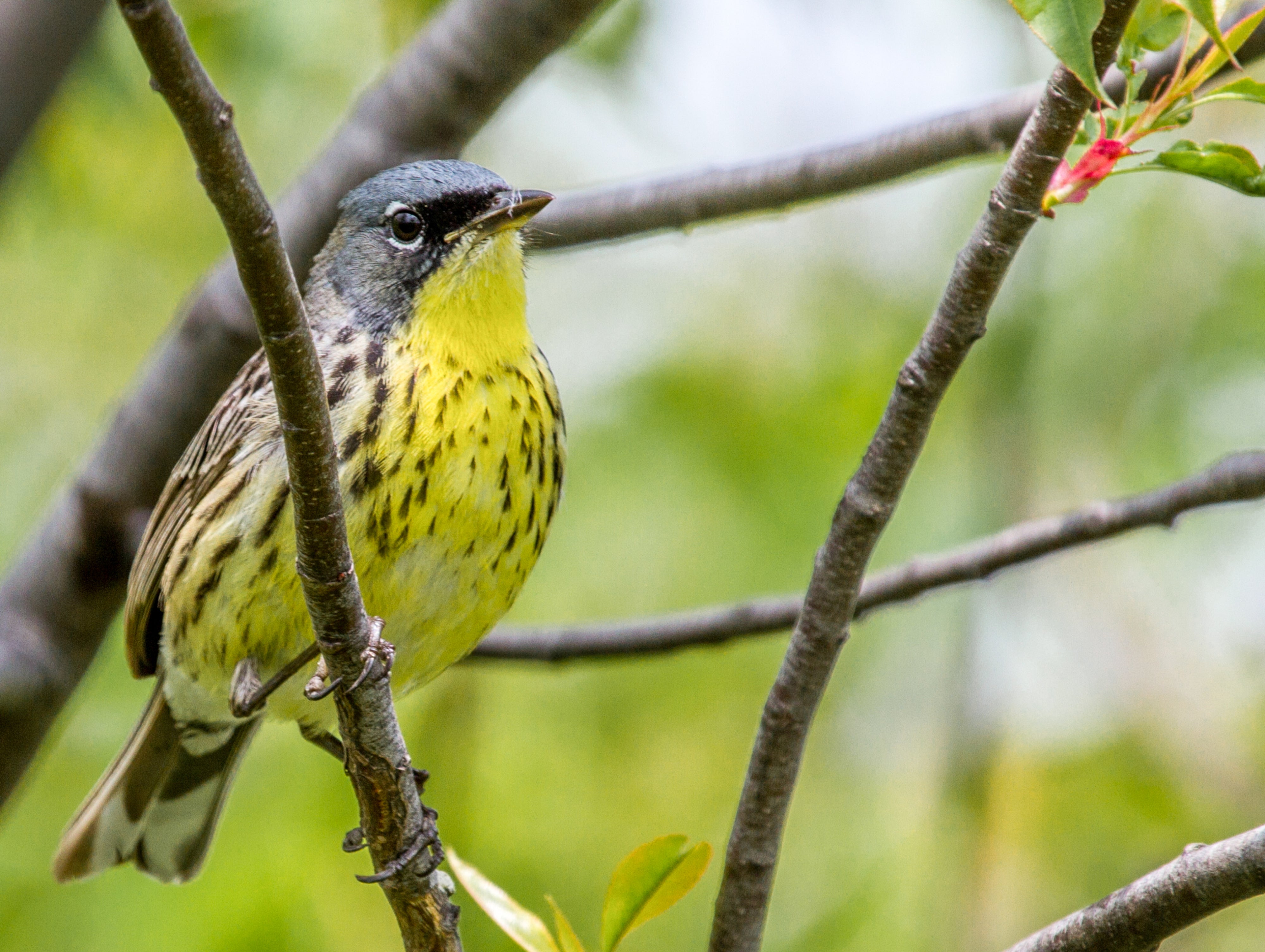The Joy of Being a Bird Ambassador | Audubon