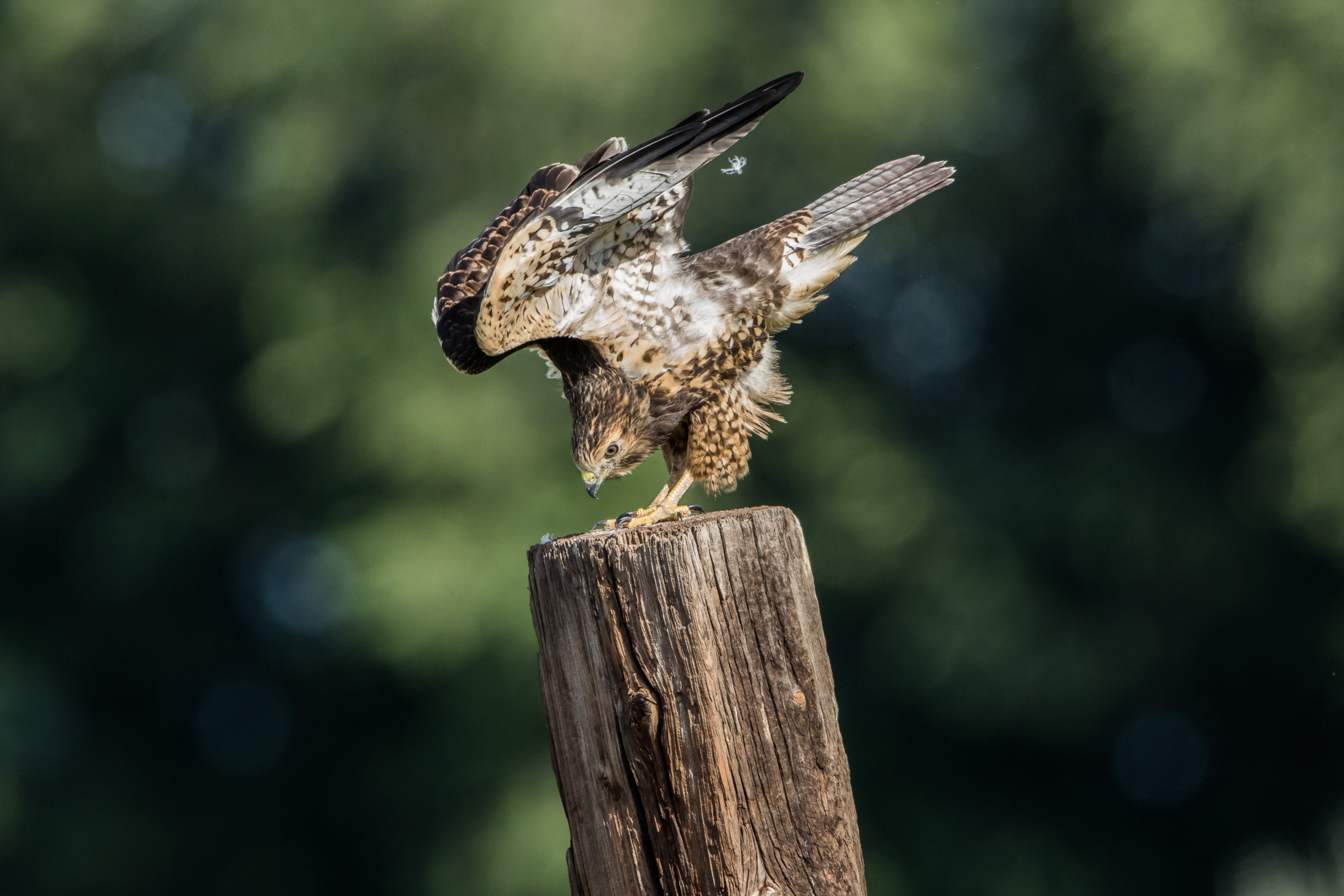 The Joy of Being a Bird Ambassador | Audubon