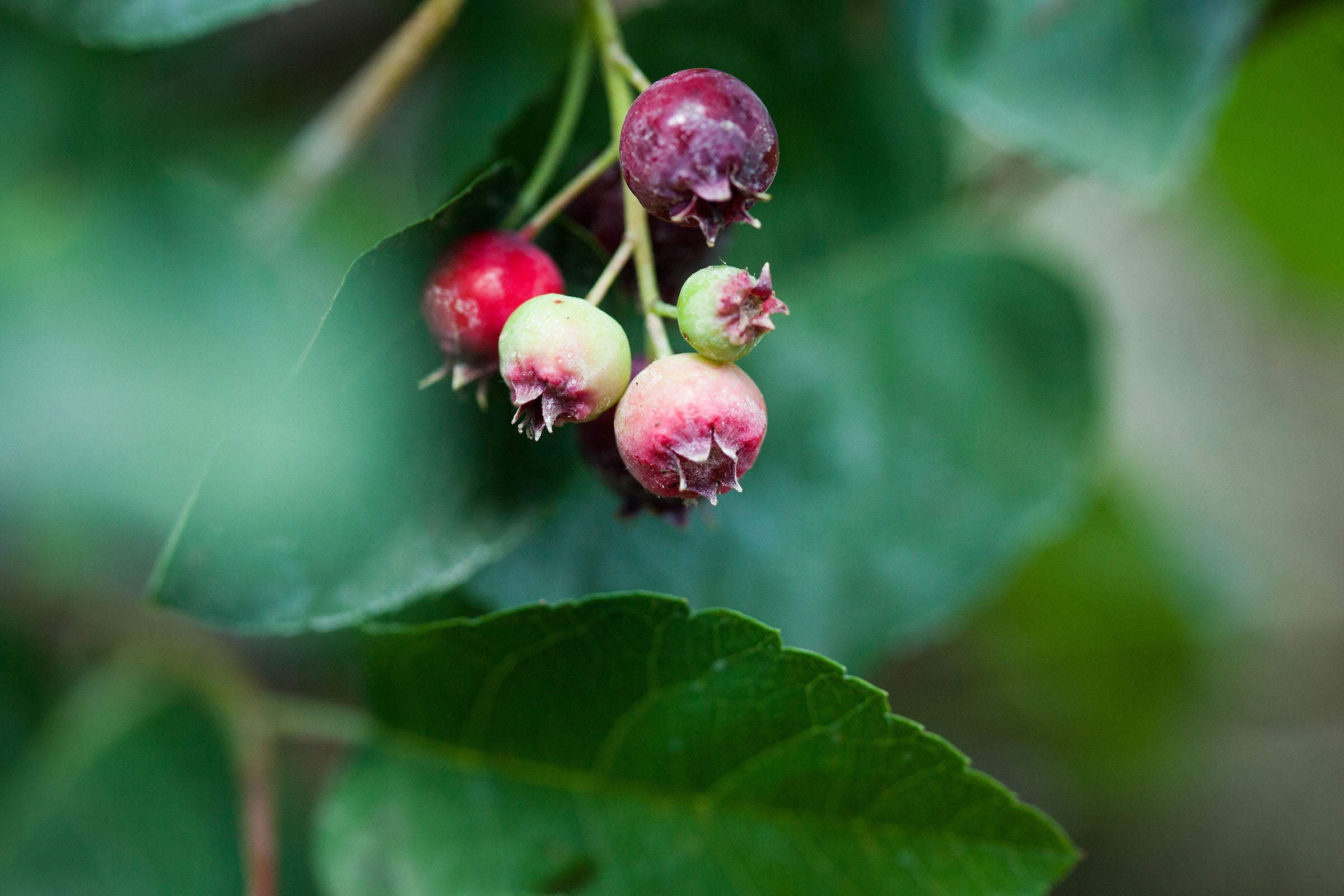 Get to Know These 20 Common Types of Native Plants | Audubon