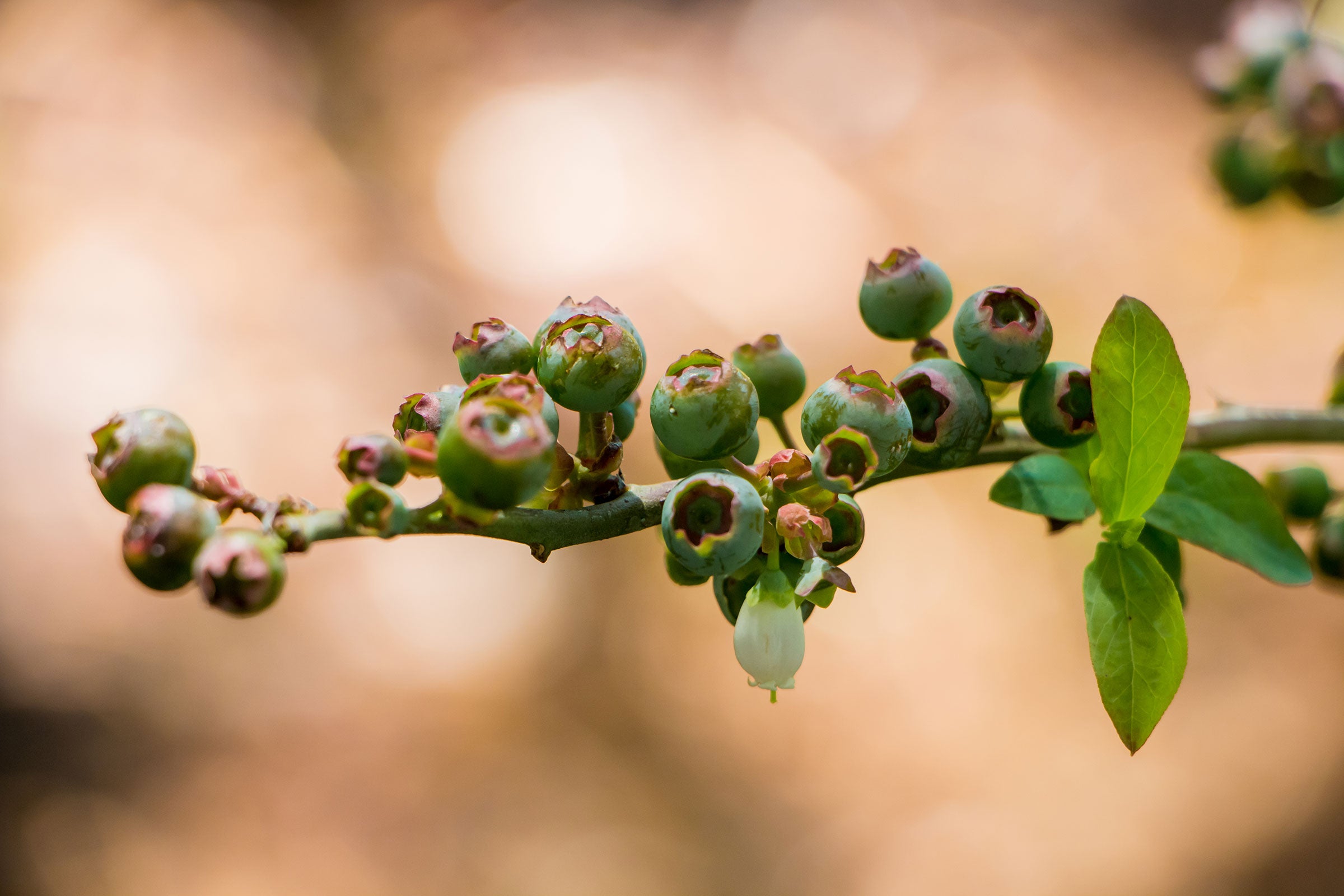 Get to Know These 20 Common Types of Native Plants | Audubon