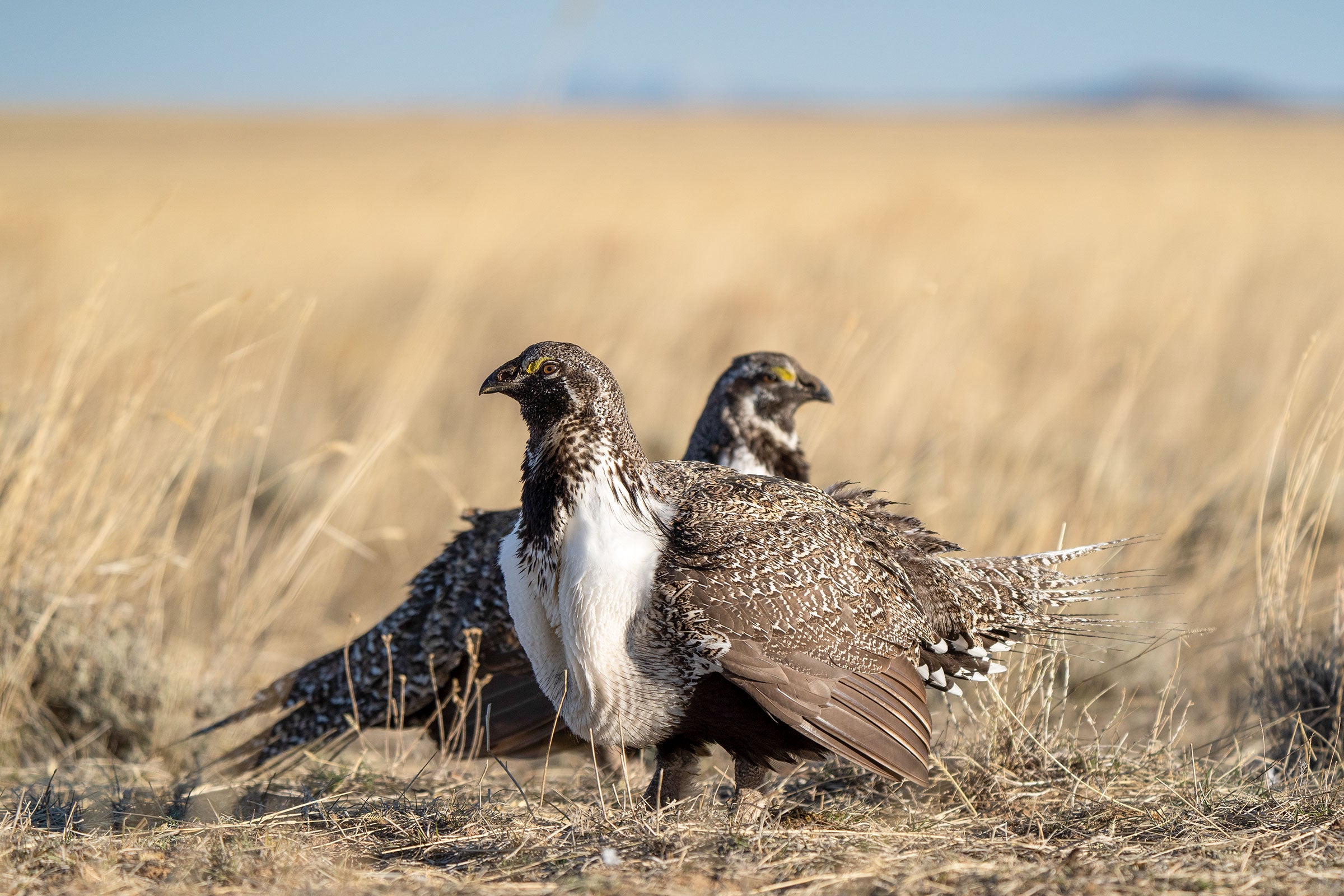 What Biden's Presidential Win Means for Birds and the Environment | Audubon
