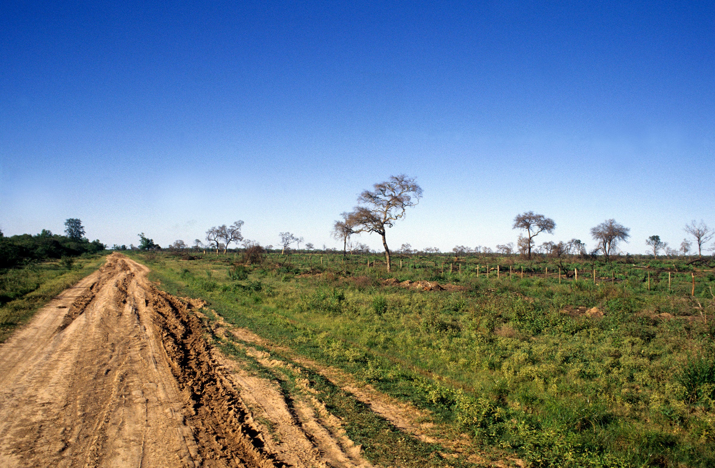 In Argentina, New Nesting Research Shows How Loggers Could Save ...