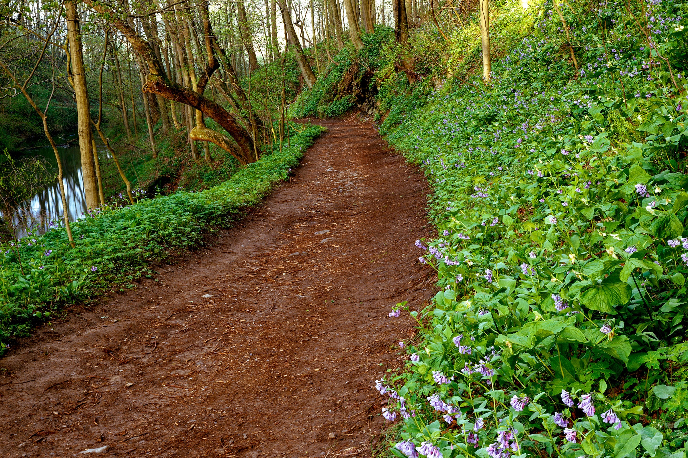 13 Virtual Bird and Conservation Events to Tune In to This Spring | Audubon