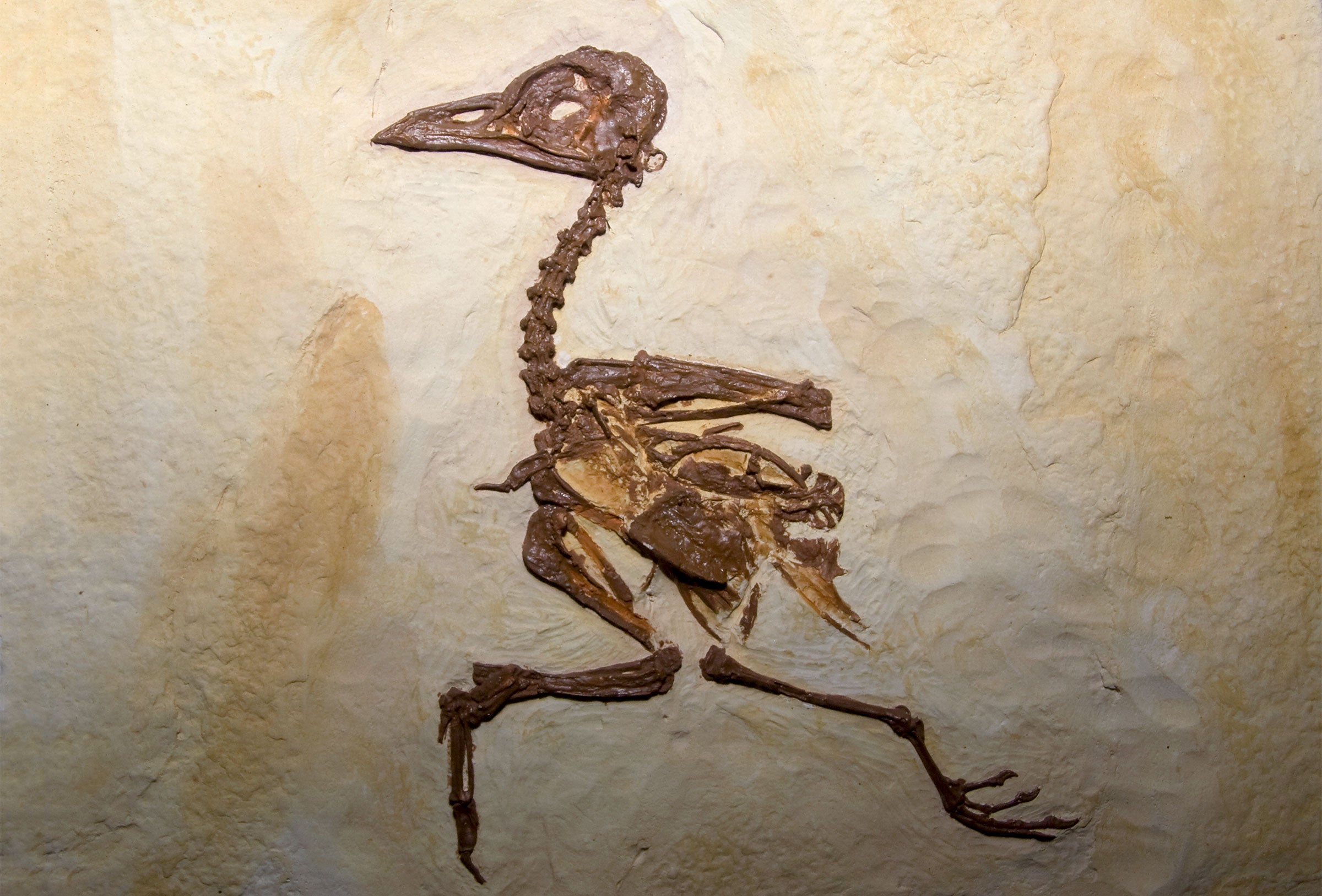 Paleontology and Private Fossil Collecting Can Be at Odds in the Hills ...