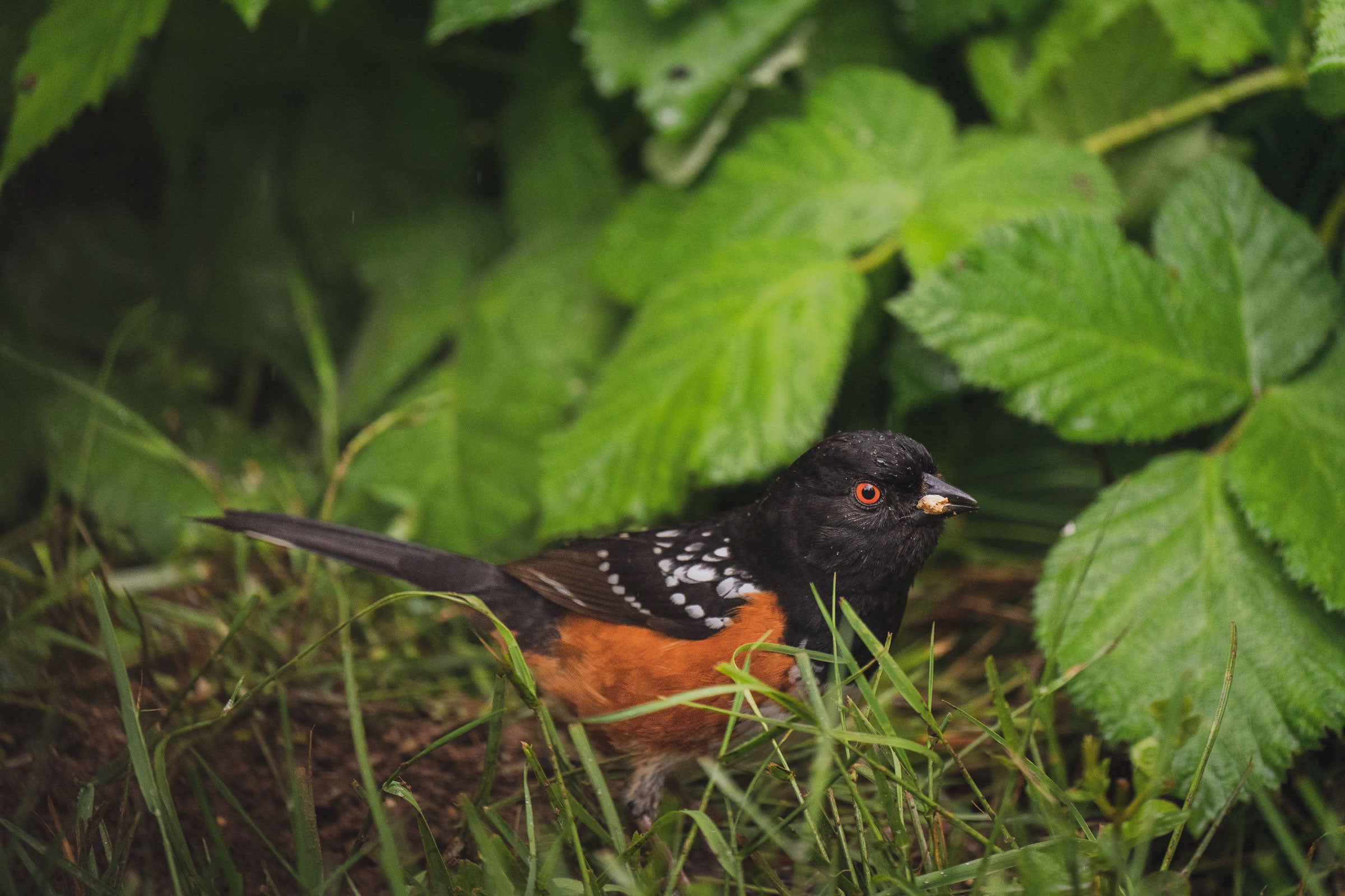 Take a Tour of Audubon's 'Bird From Home' Photo Project | Audubon