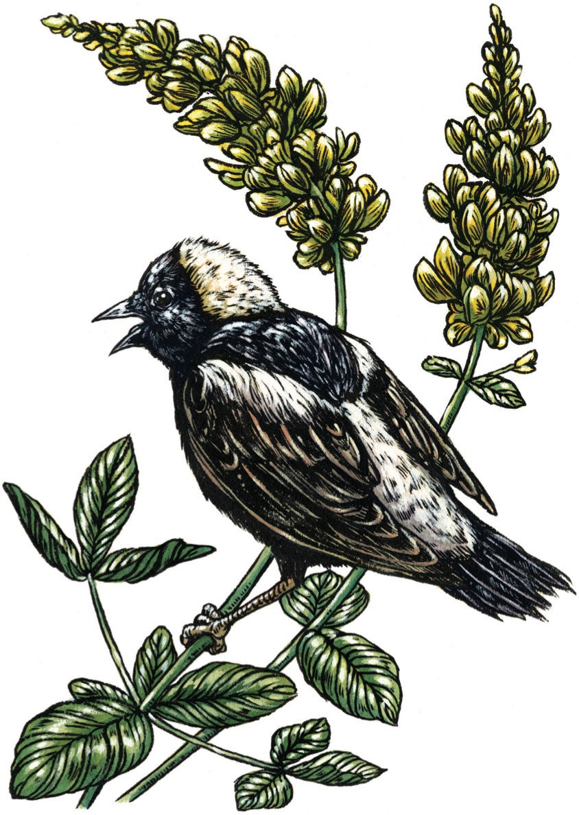 Listen to the Bubbly Jangling of a Bobolink's Song | Audubon