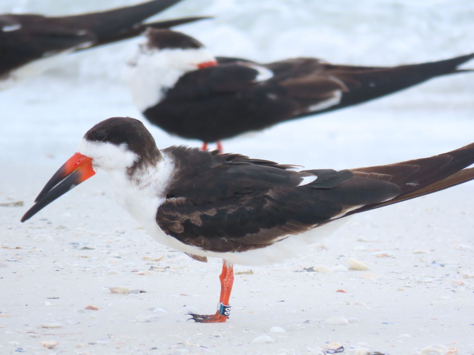 Black Skimmers Show That Protecting One Beach Is Not Enough | Audubon