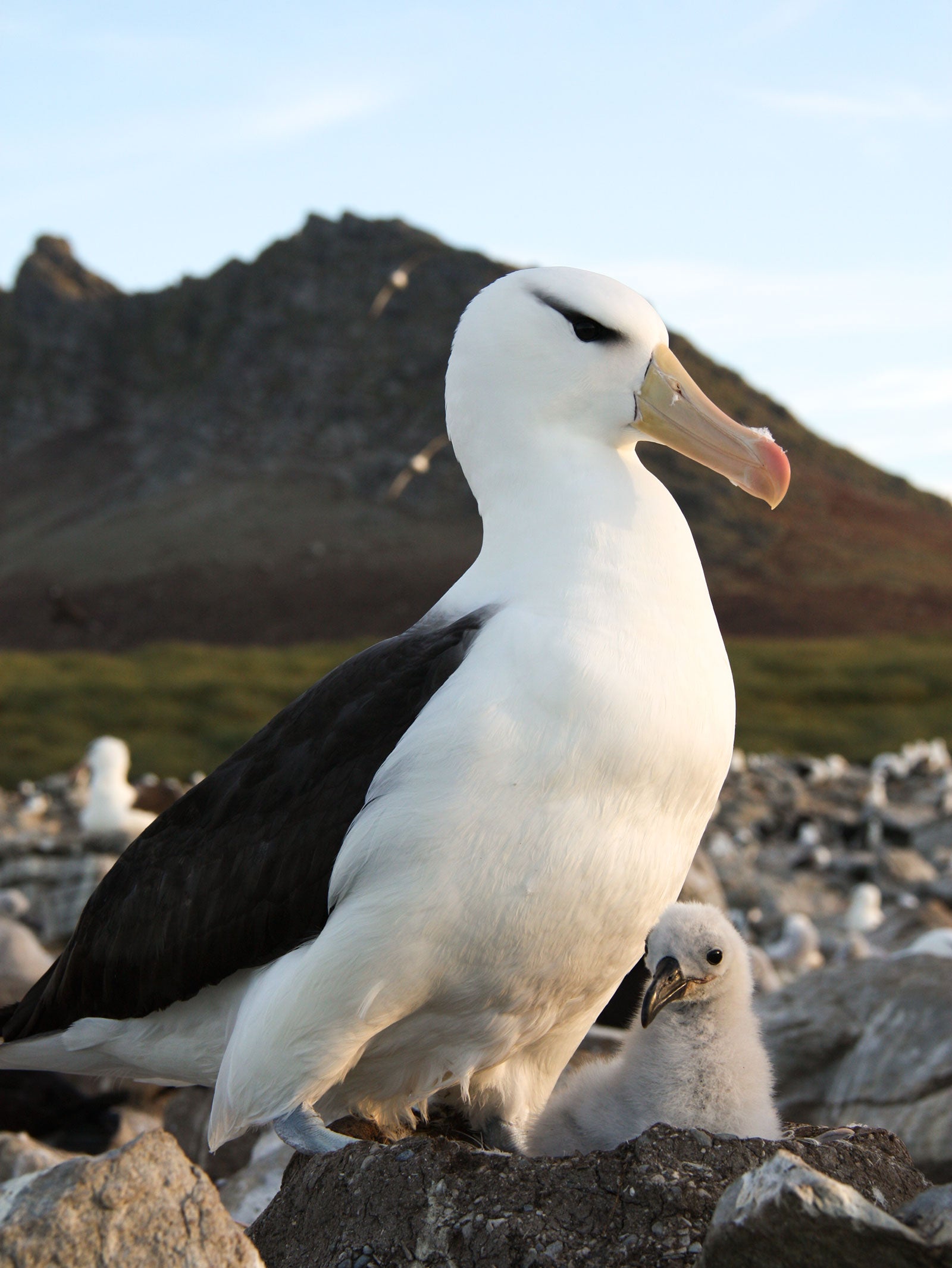 Secrets of Scat: What an Albatross’s Diet Reveals About Fisheries | Audubon