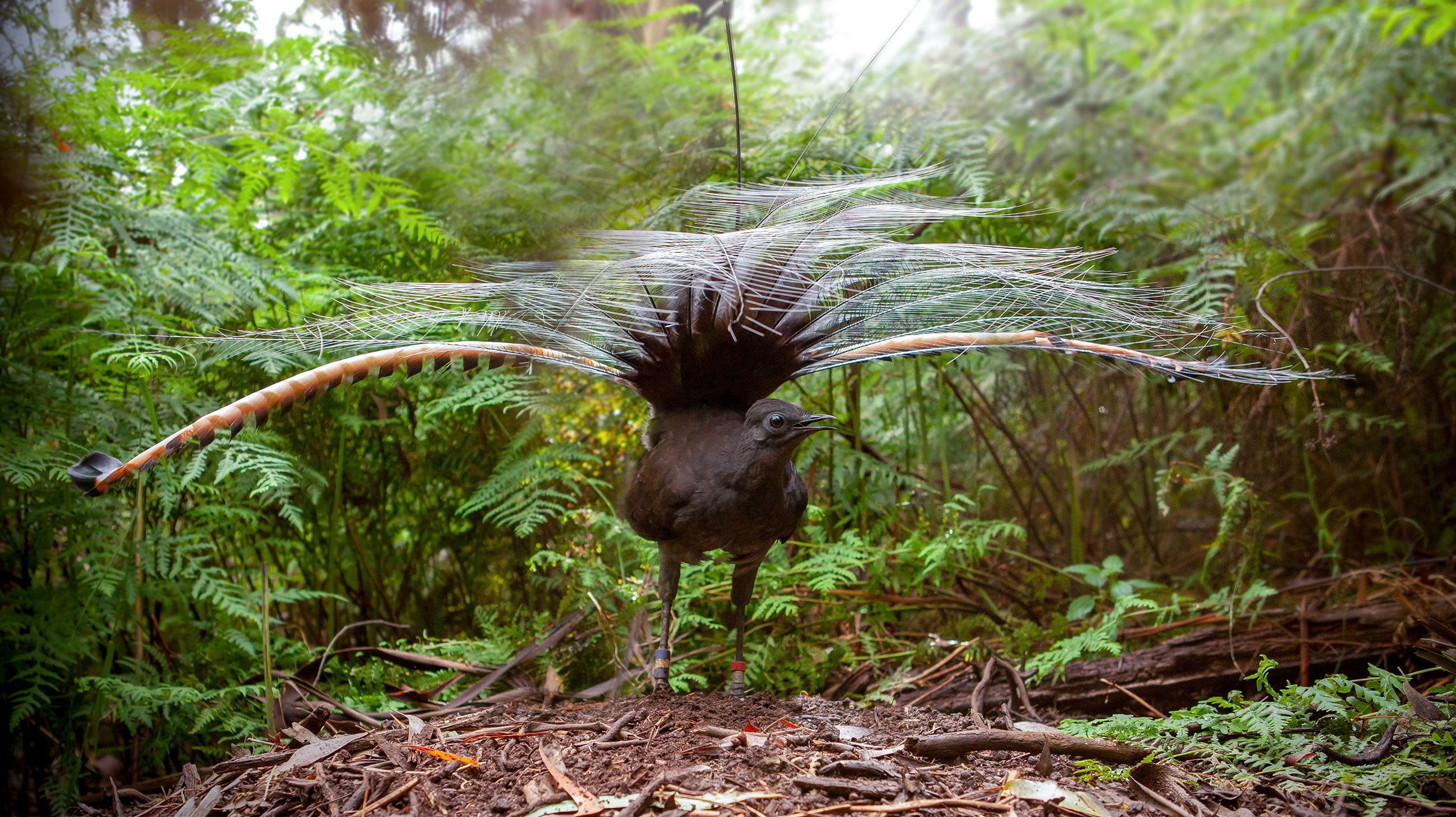 Lyre Bird Wallpaper