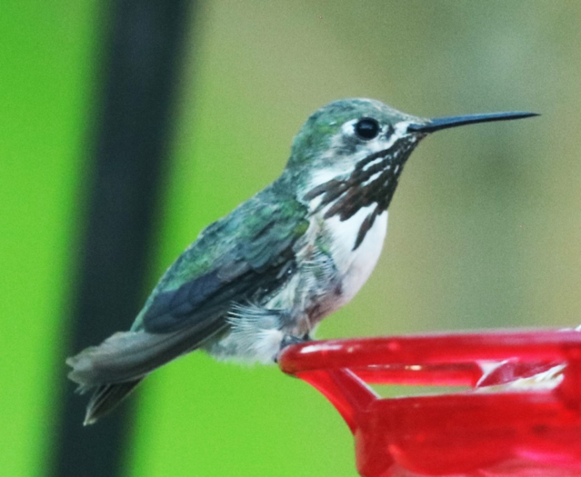 The 118th CBC in Texas | Audubon