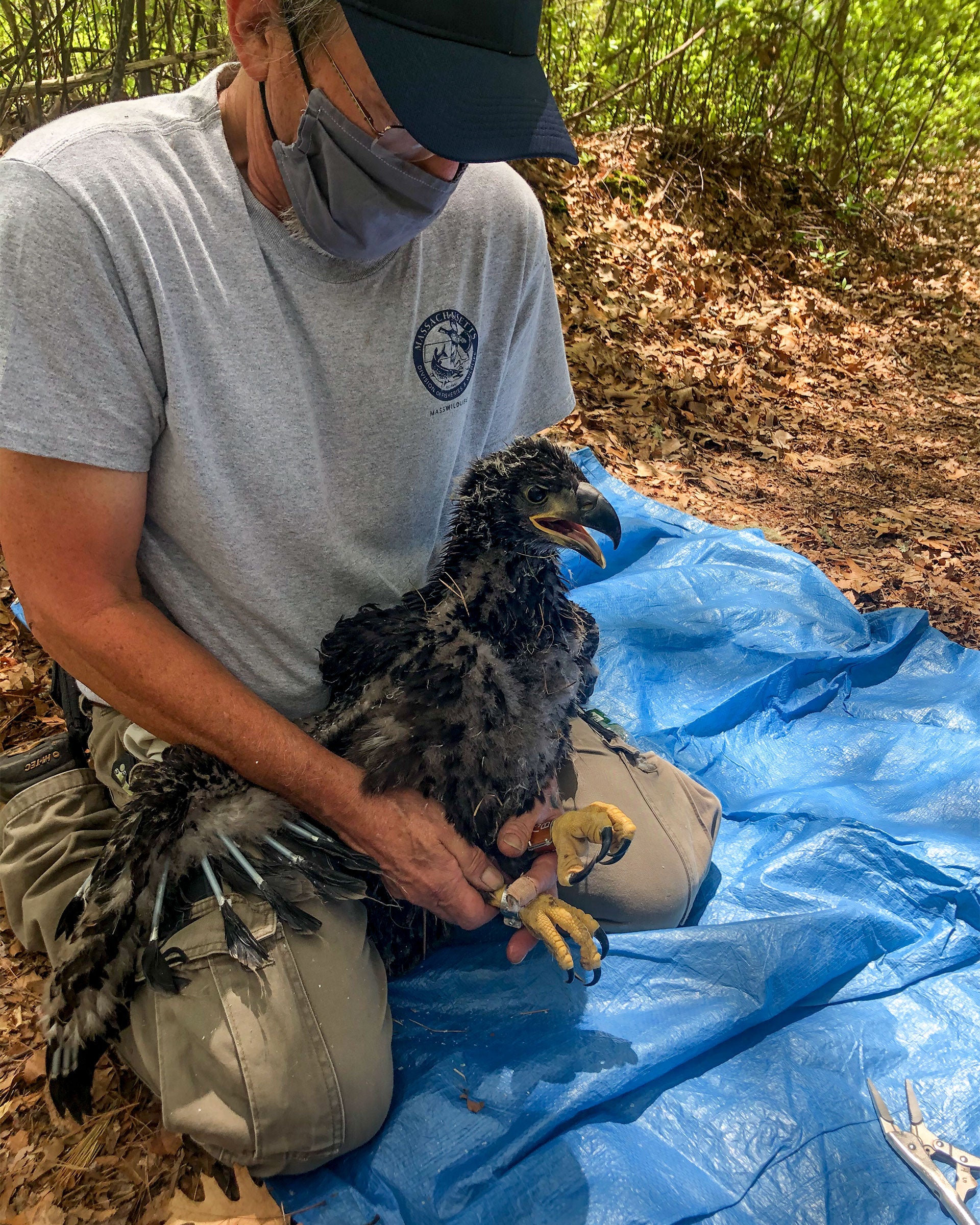 This Bald Eagle Chick Is the First Hatched on Cape Cod in 115 Years ...