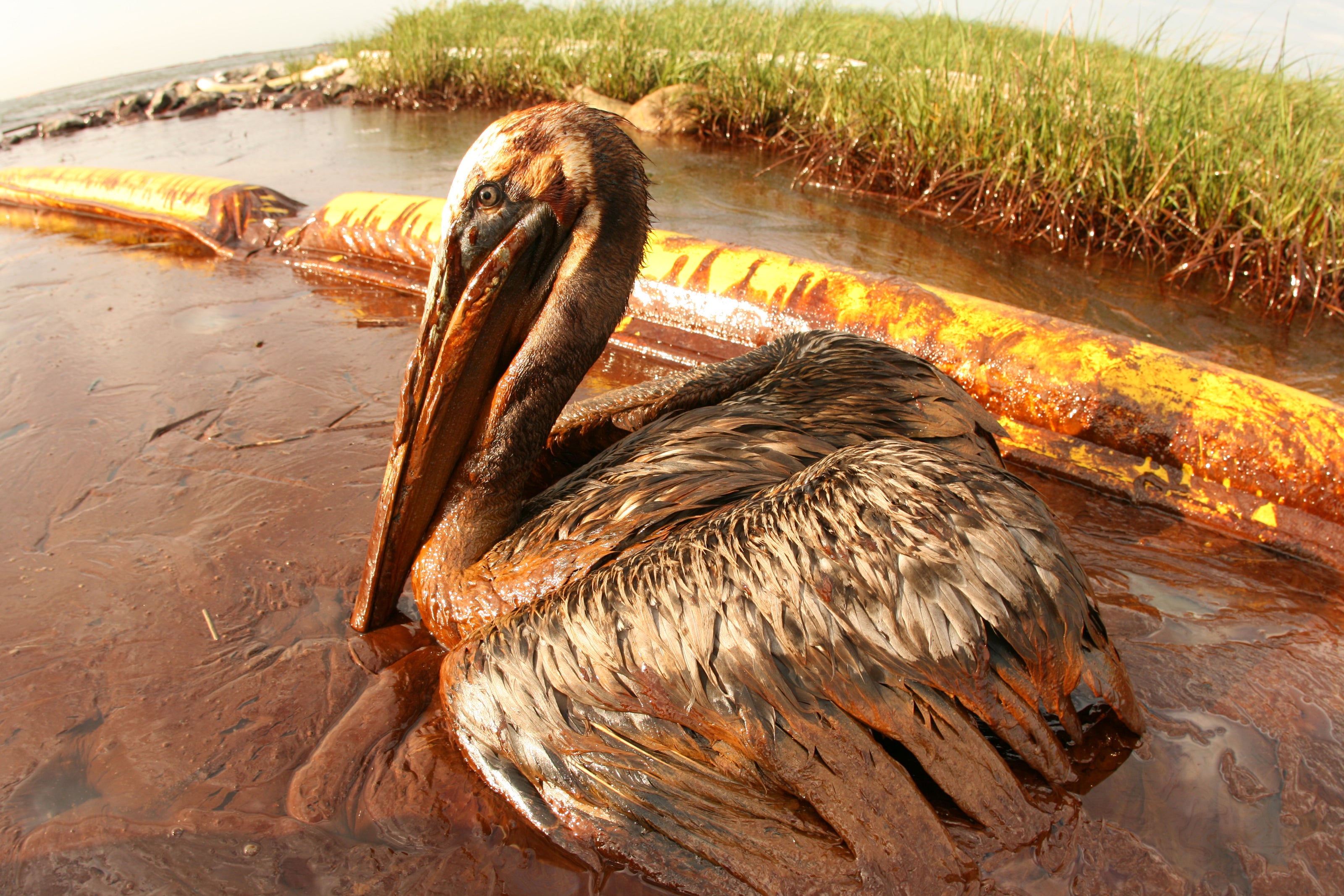 The Quest to Save a Pelican Rookery Decimated by Deepwater Horizon ...
