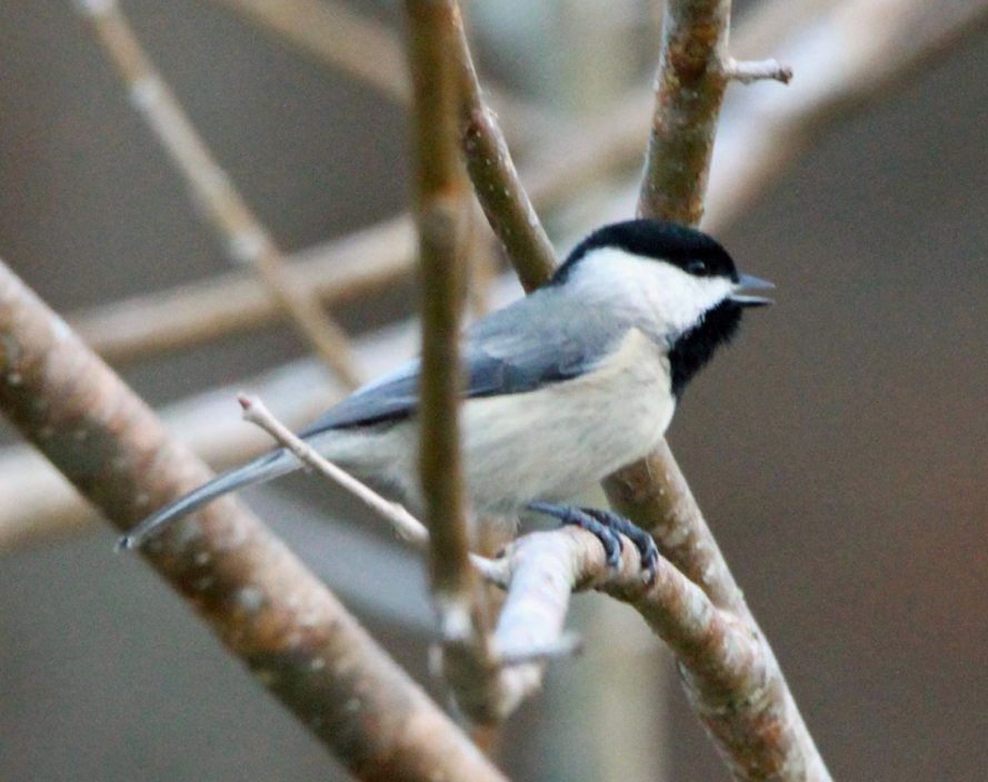 The 118th CBC in Texas | Audubon