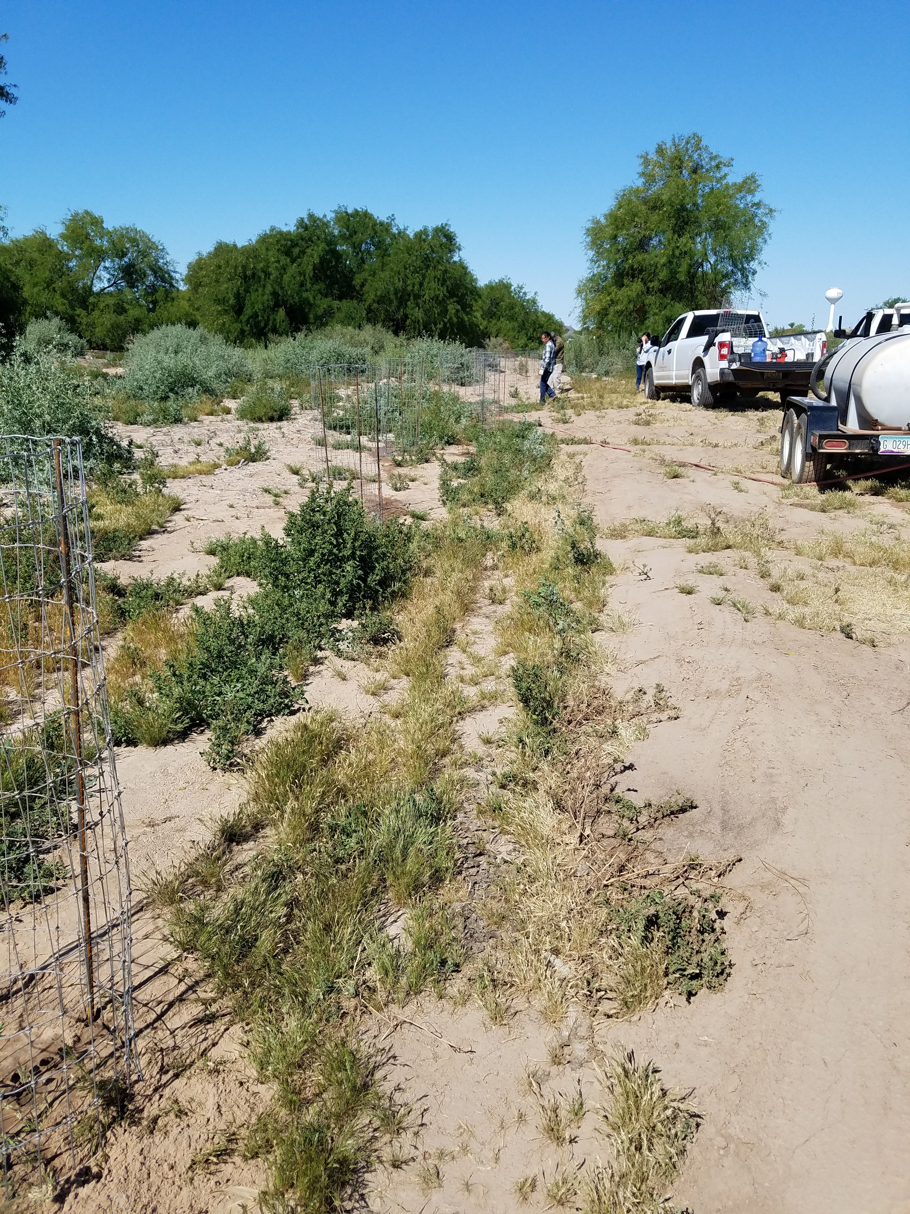 Planting along the Colorado River with the Cocopah Indian Tribe and ...