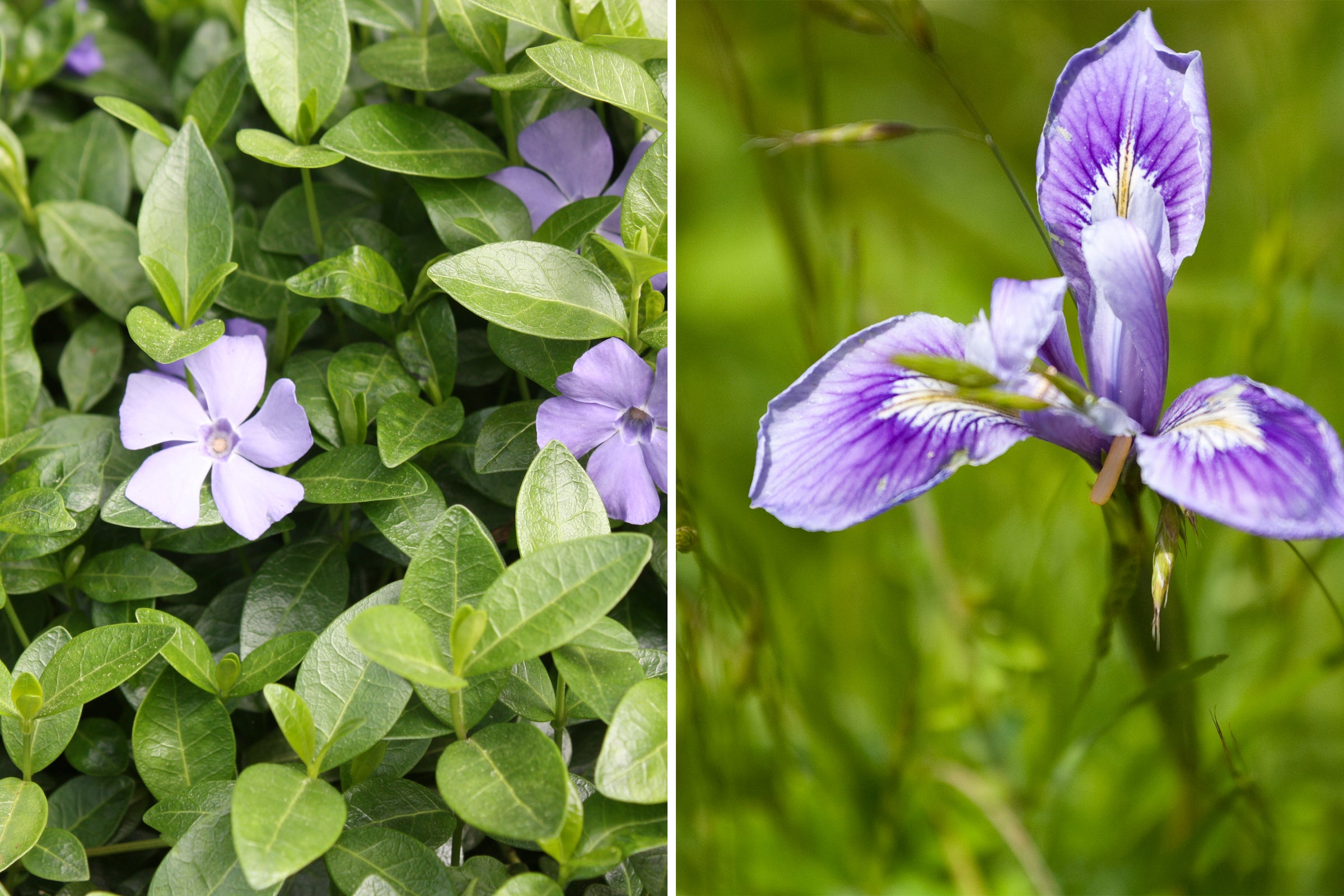 What is the Difference Between Native, Non-native, and Invasive Plants ...