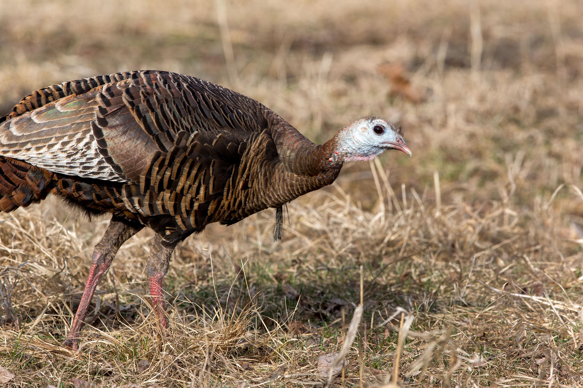 Let's Talk Turkey Beards | Audubon