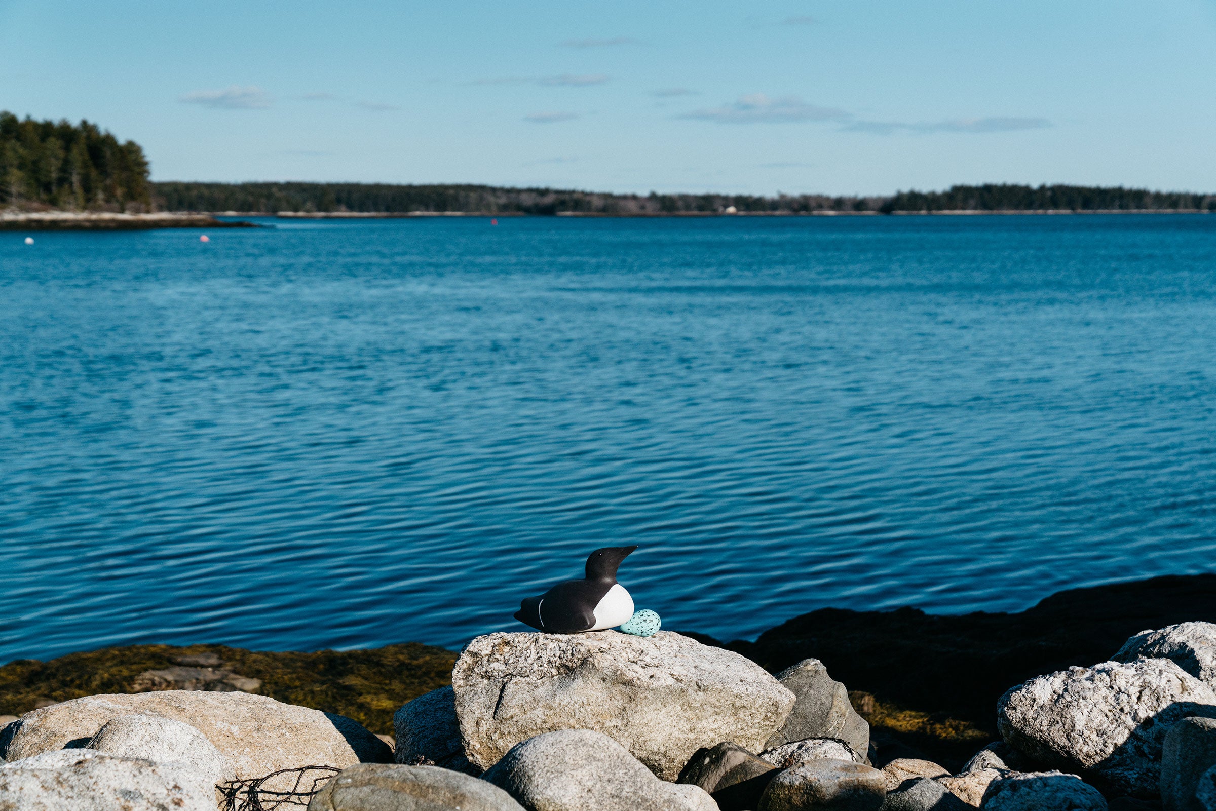 Inside Audubon’s New Decoy Workshop, Where Saving Seabirds Is the ...