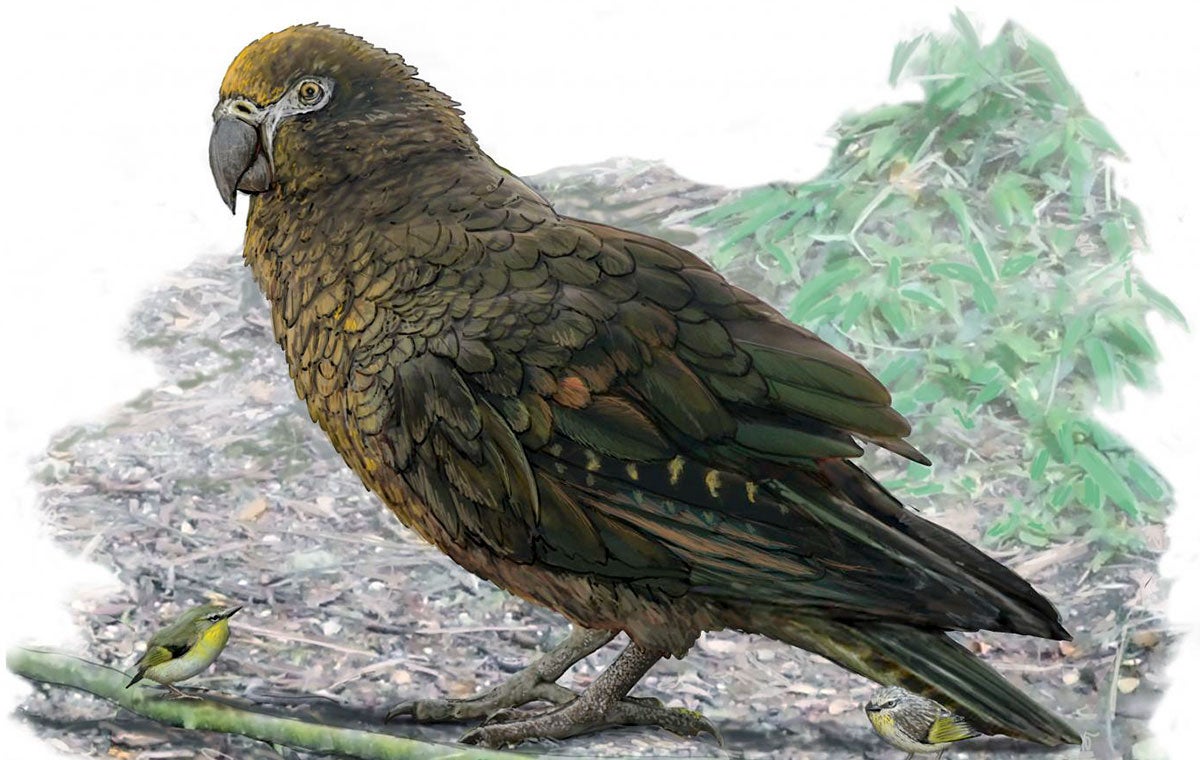 Jason Bittel | Audubon