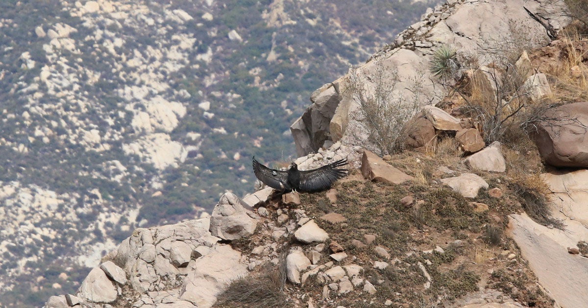 The California Condor's Best Shot at Survival | Audubon