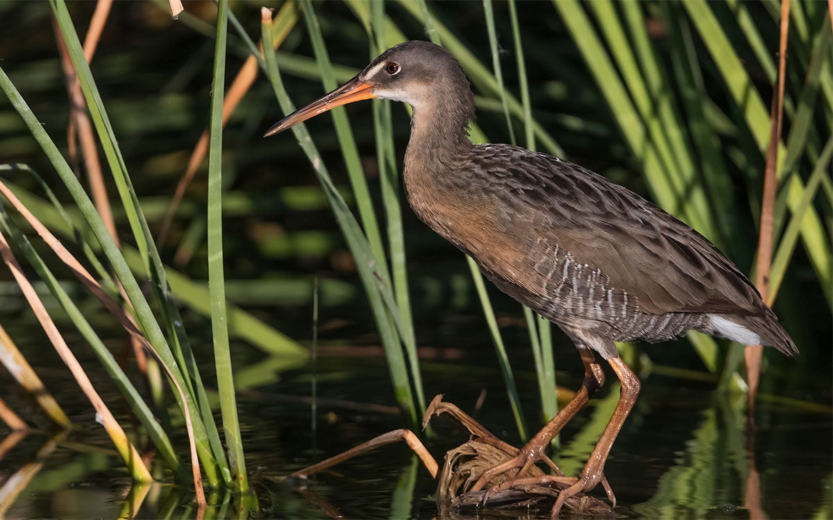 Kevin Johnson | Audubon