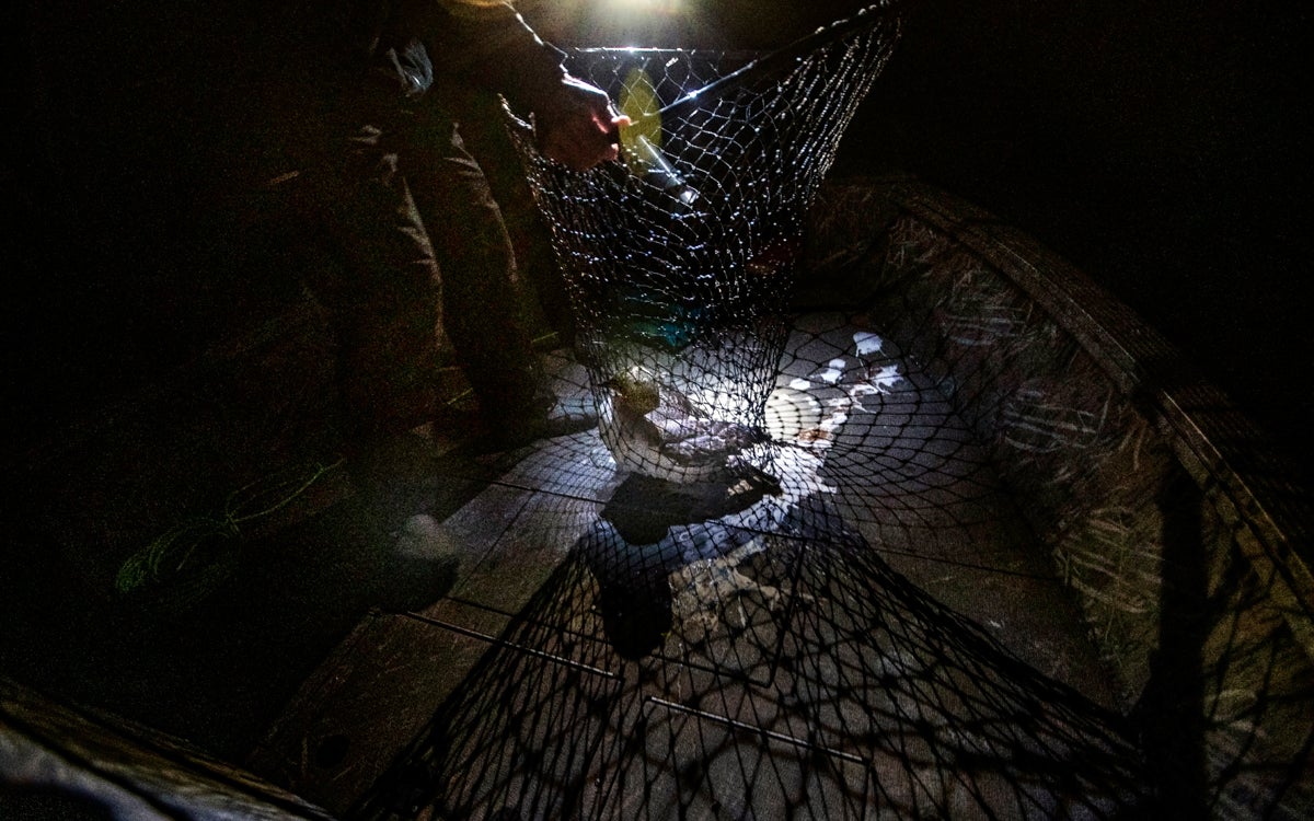 Cara Giaimo | Audubon