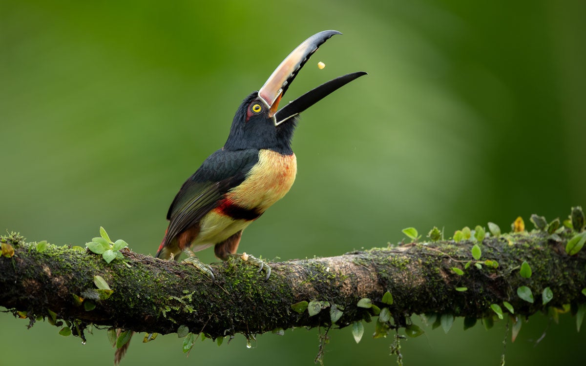 Nada Culver, Natalie Dawson, Aurelio Ramos, and Jeff Wells; Audubon ...