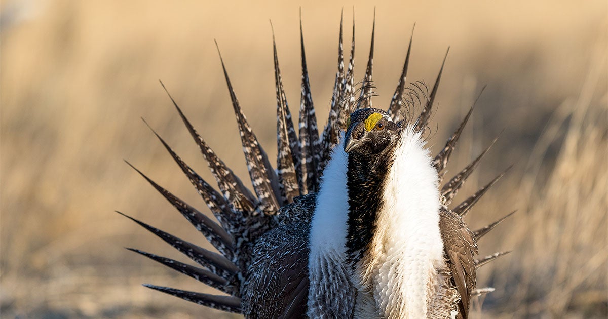 Frustration Abounds Five Years After the Historic Sage-Grouse Agreement ...
