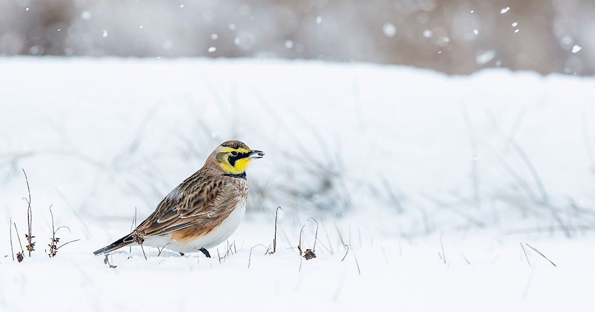 Audubon Certified Bird-Friendly for the Holidays | Audubon