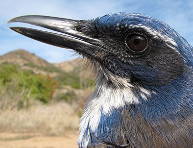 What the Island Scrub-Jay Means for Conservation | Audubon