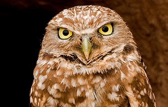 Listen to Burrowing Owls Hiss Like Rattlesnakes | Audubon