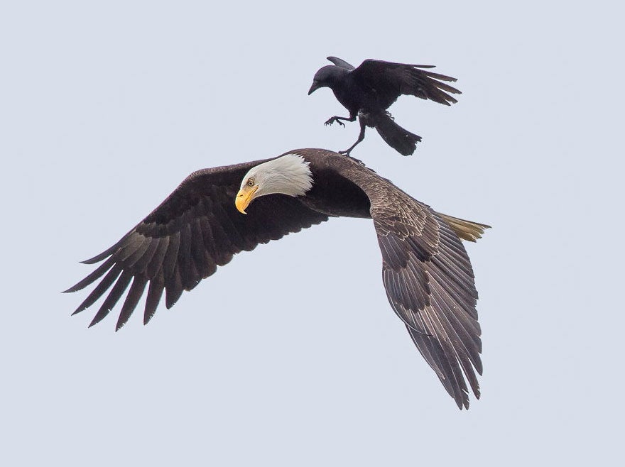 Why Would A Crow Ride an Eagle? | Audubon