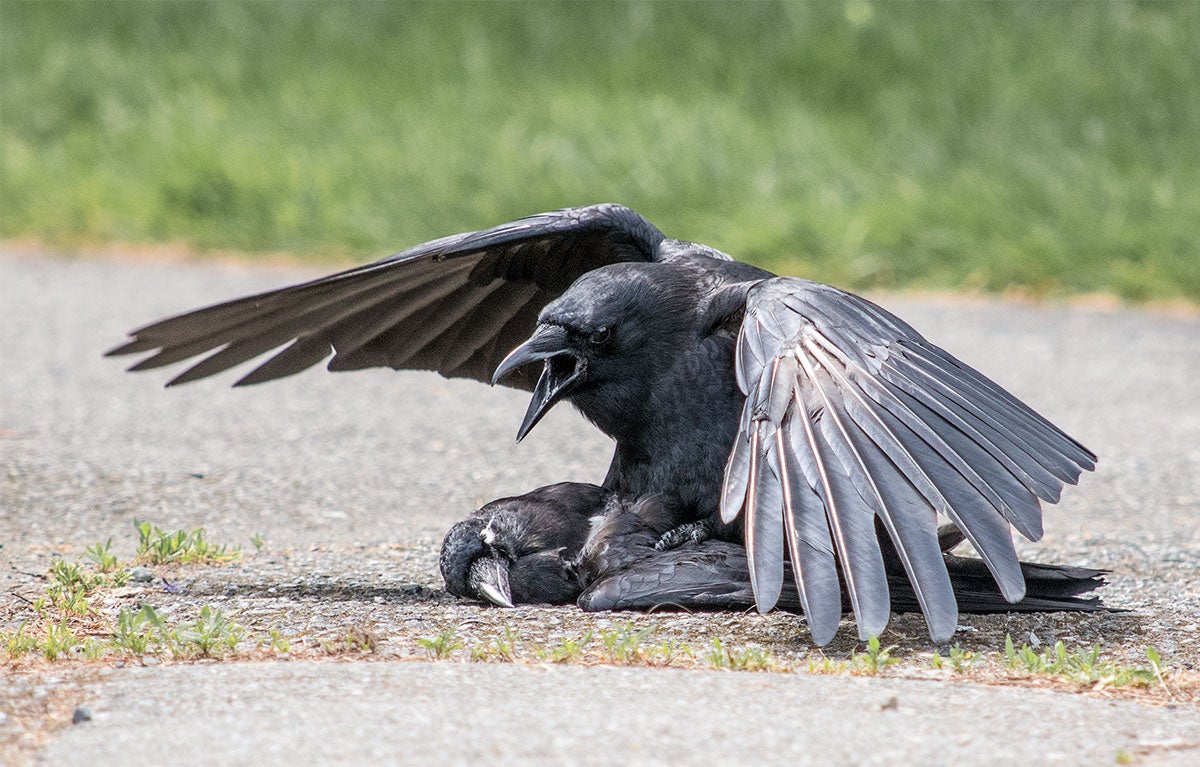 Did Crows Actually Make These Gifts for the Human Who Feeds Them? | Audubon