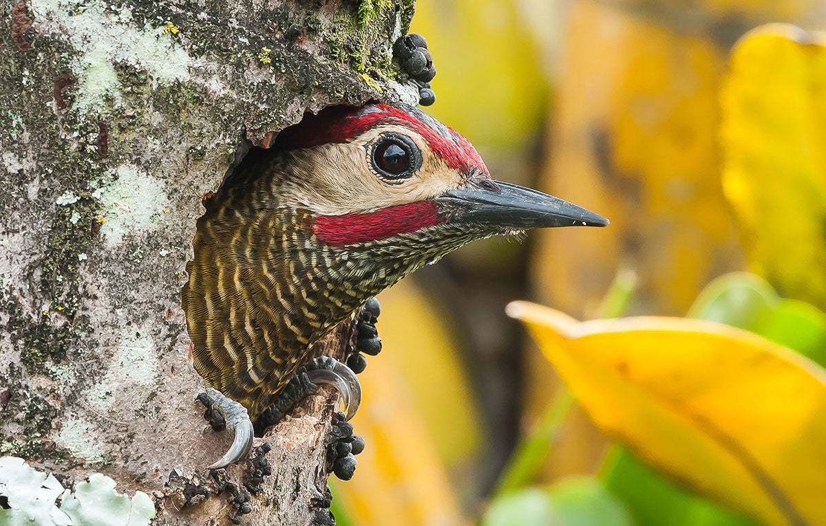 John R. Platt | Audubon