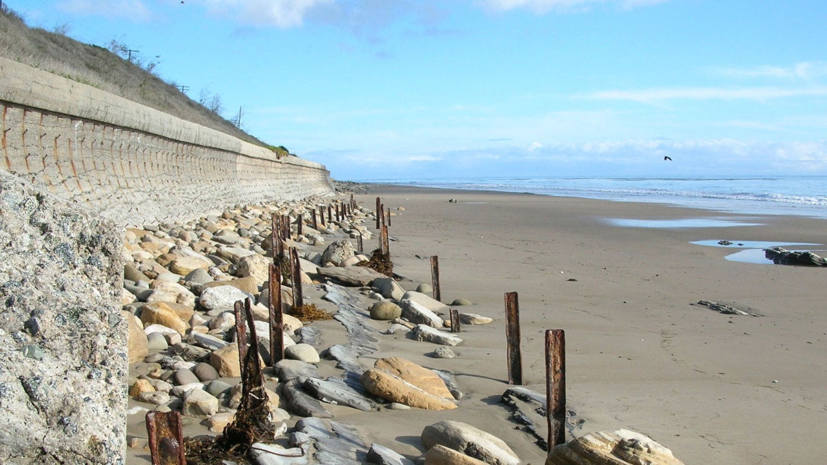 The Best Defense Against Sea Level Rise Leaves Little Room for Birds ...
