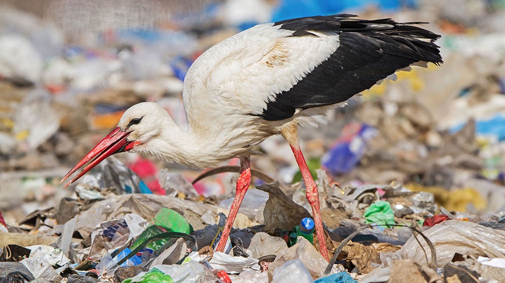 Storks Are Skipping Migration to Stay Home and Eat Garbage | Audubon