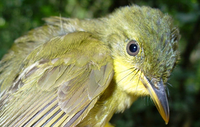 How to Log a Forest Without Hurting Birds | Audubon