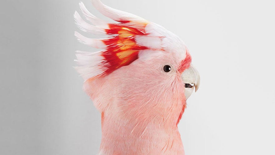 12 Charming Photos That Let You Get Up Close And Personal With Birds ...