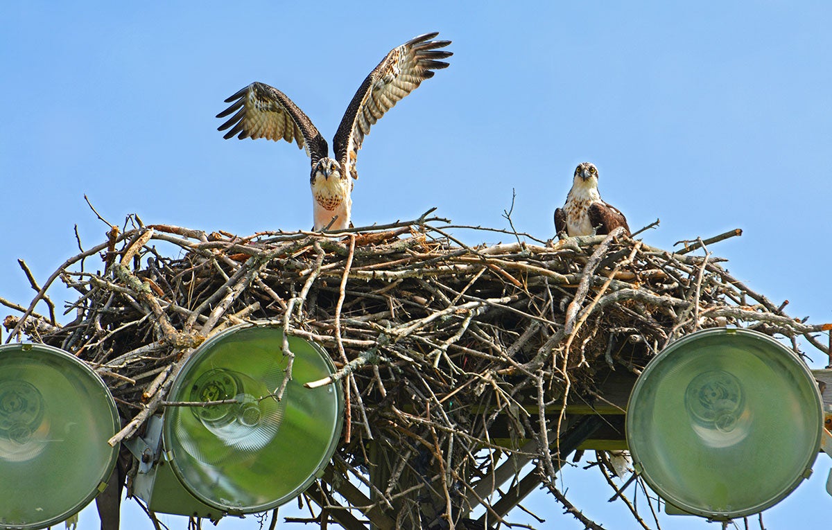 Community Science | Audubon