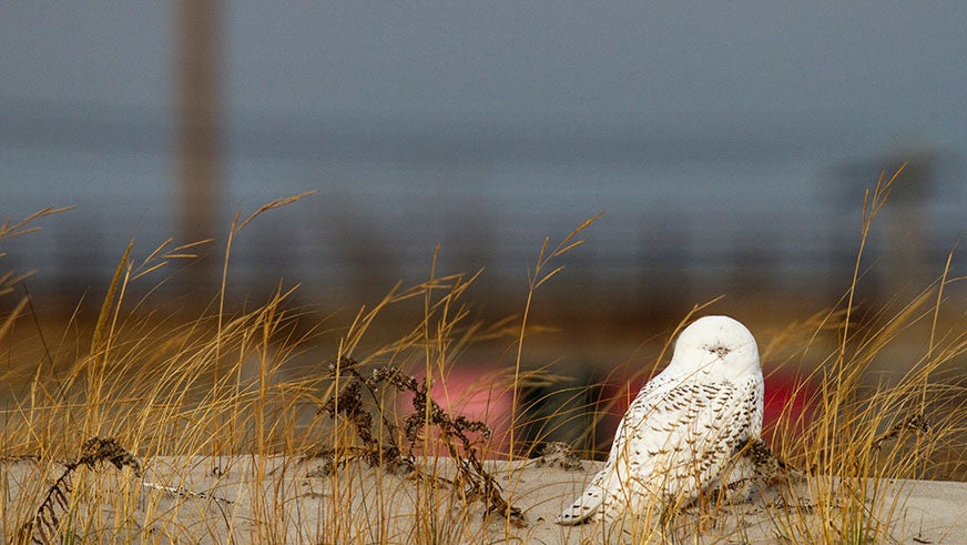 U.S. Court Upholds Airports' Right to Legally Kill Snowy Owls and Other ...
