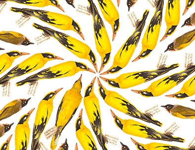 Get Lost in These Entrancing Photos of Exotic Museum Specimens | Audubon