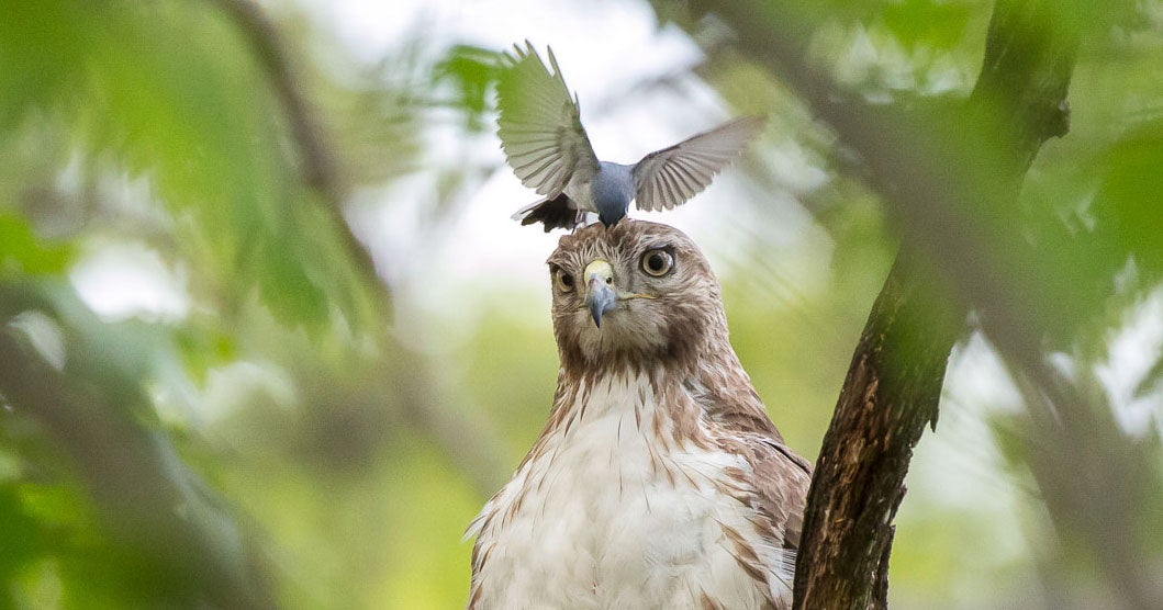 12 Fascinating Bird Behaviors From the 2018 Audubon Photography Awards ...