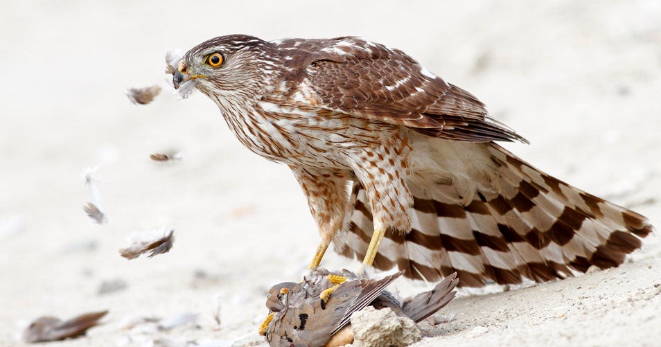 Here's How Much Food Three Different Birds Need to Eat Daily | Audubon